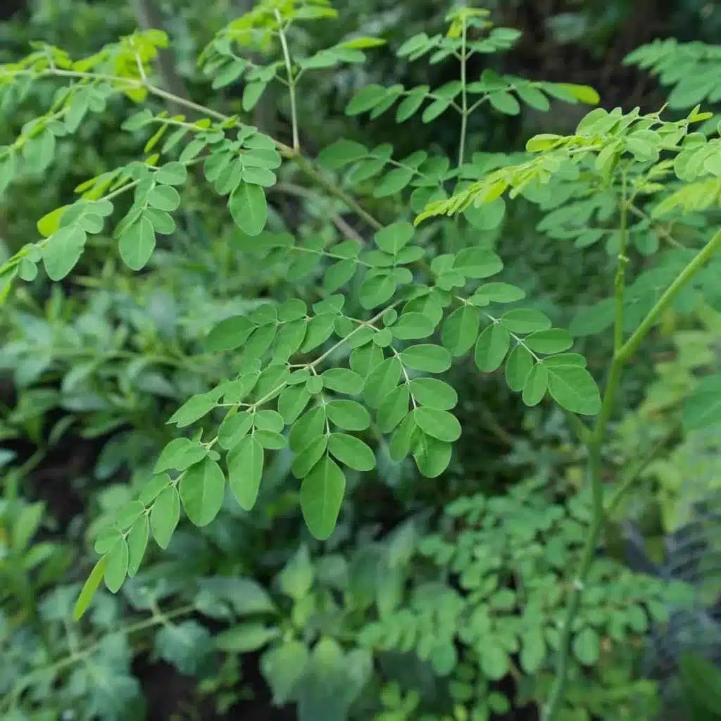 The Power of Moringa for Energy, Immunity & Wellness | Moringa 4 South ...